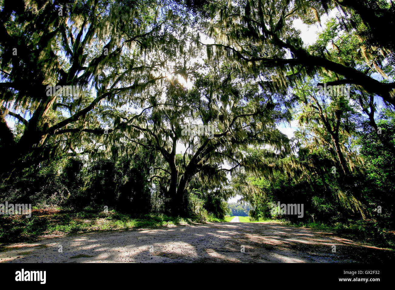 Road with trees overhanging with spanish moss in Southern USA Stock ...