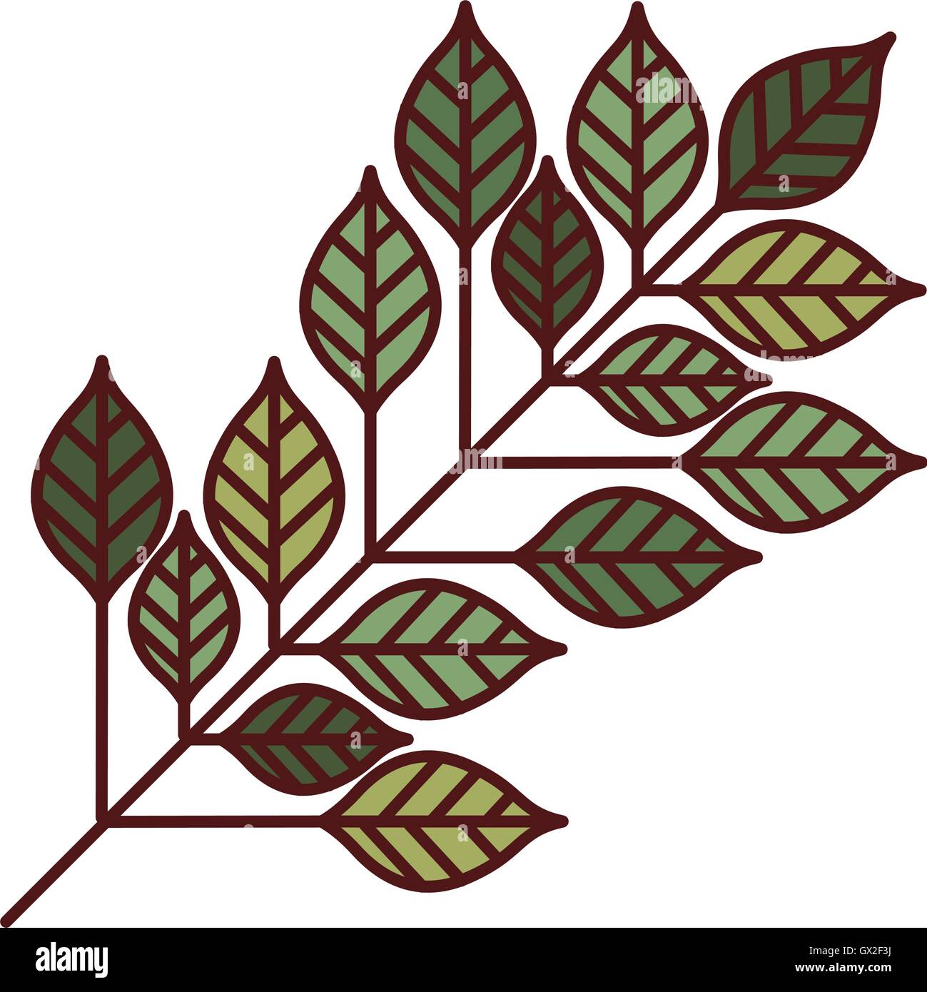 leaves plant decoration design Stock Vector Image & Art - Alamy