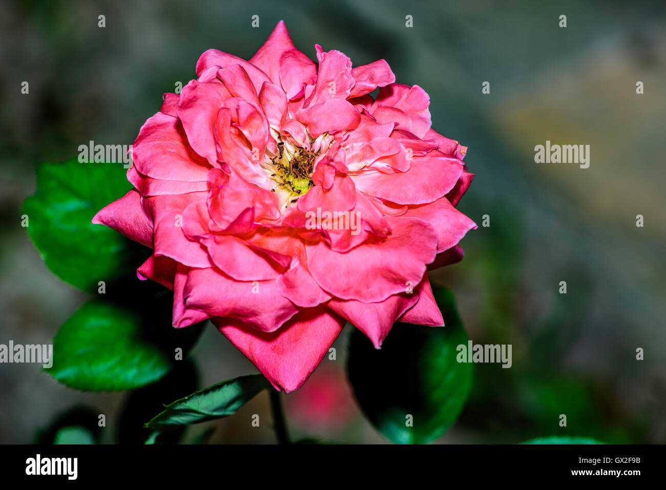 Pink rose flower, Northwest Florida, USA Stock Photo - Alamy