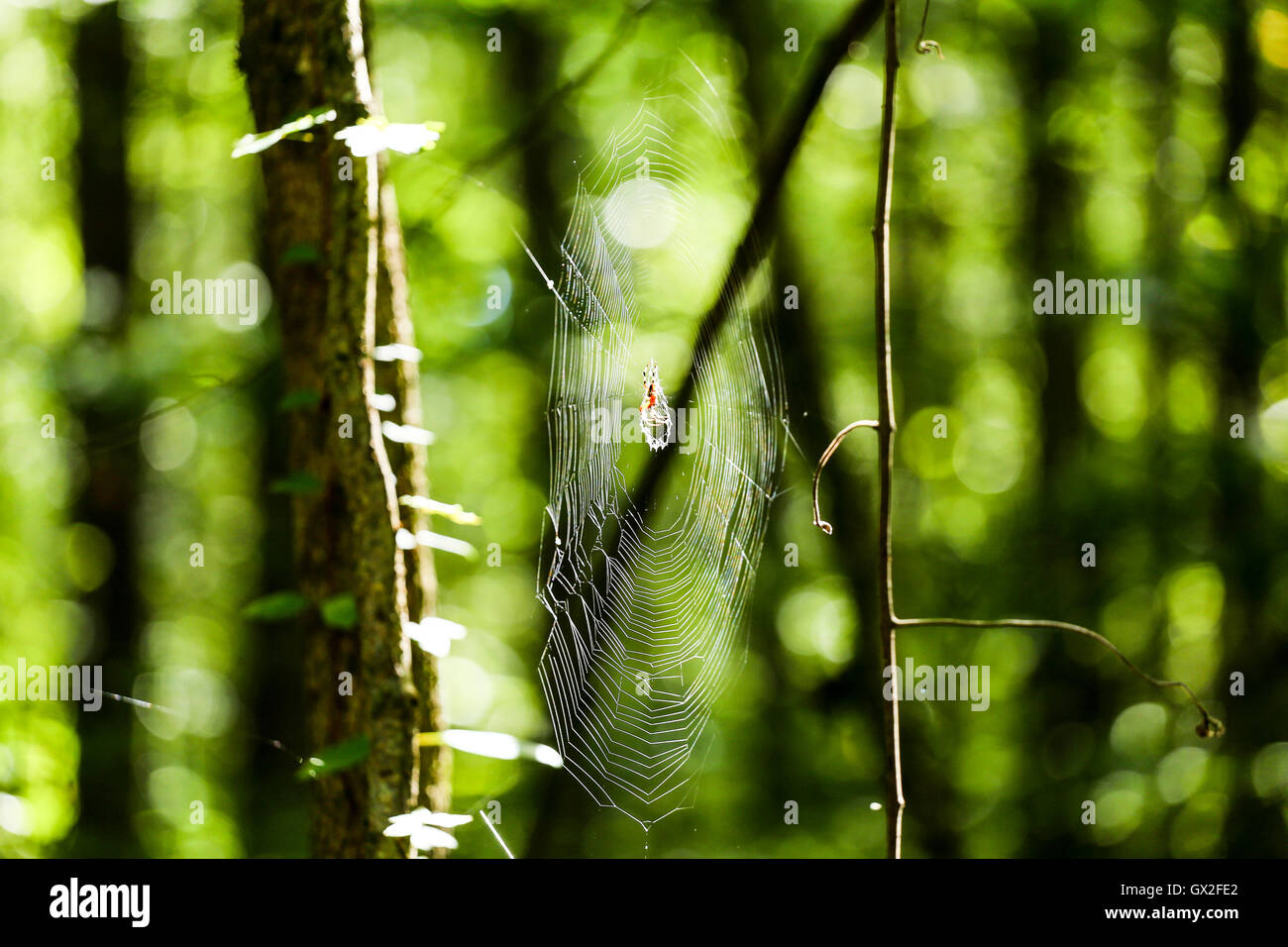 Green forest with a bright spider web Stock Photo - Alamy