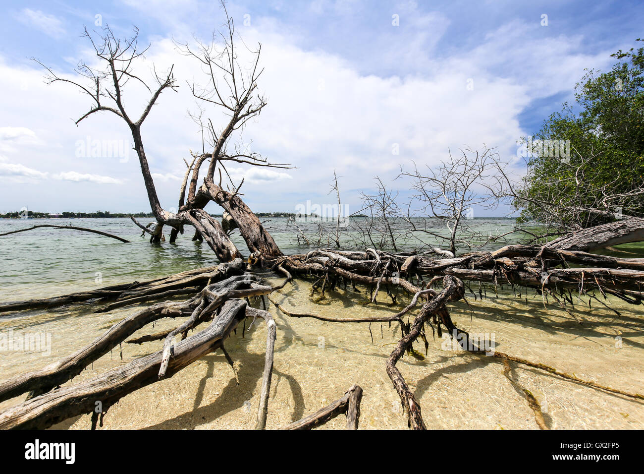 Mangrove tree roots on a tropical beach Stock Photo - Alamy