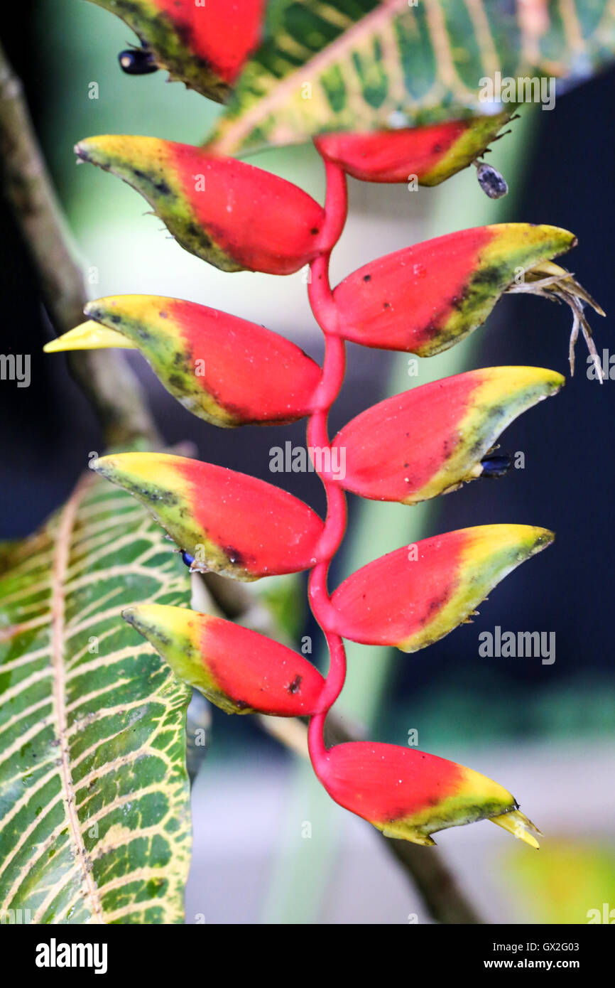 Red tropical flowers called flower of paradise Stock Photo - Alamy