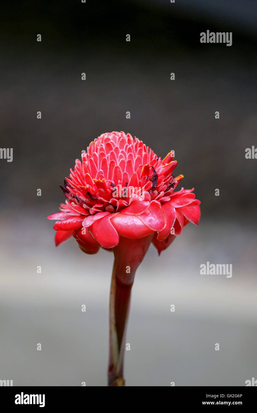 Red tropical flower with gray background Stock Photo - Alamy