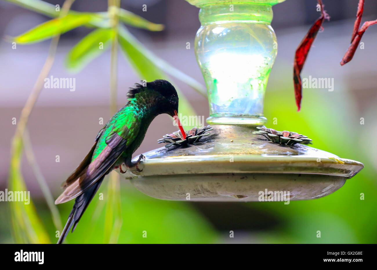 Humming bird drinking at a feeder Stock Photo - Alamy