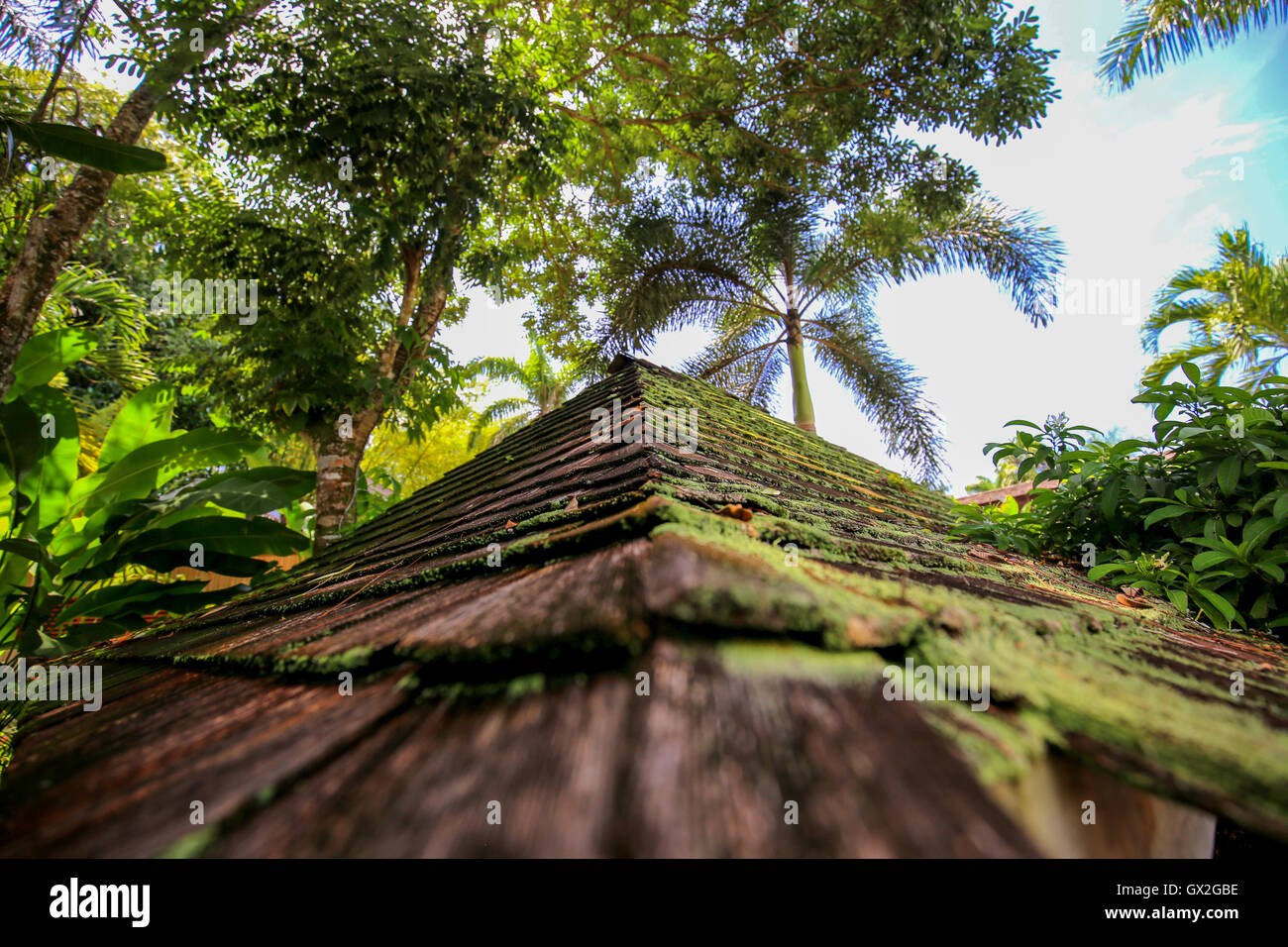 Stone pyramid roof at a green jungle Stock Photo - Alamy
