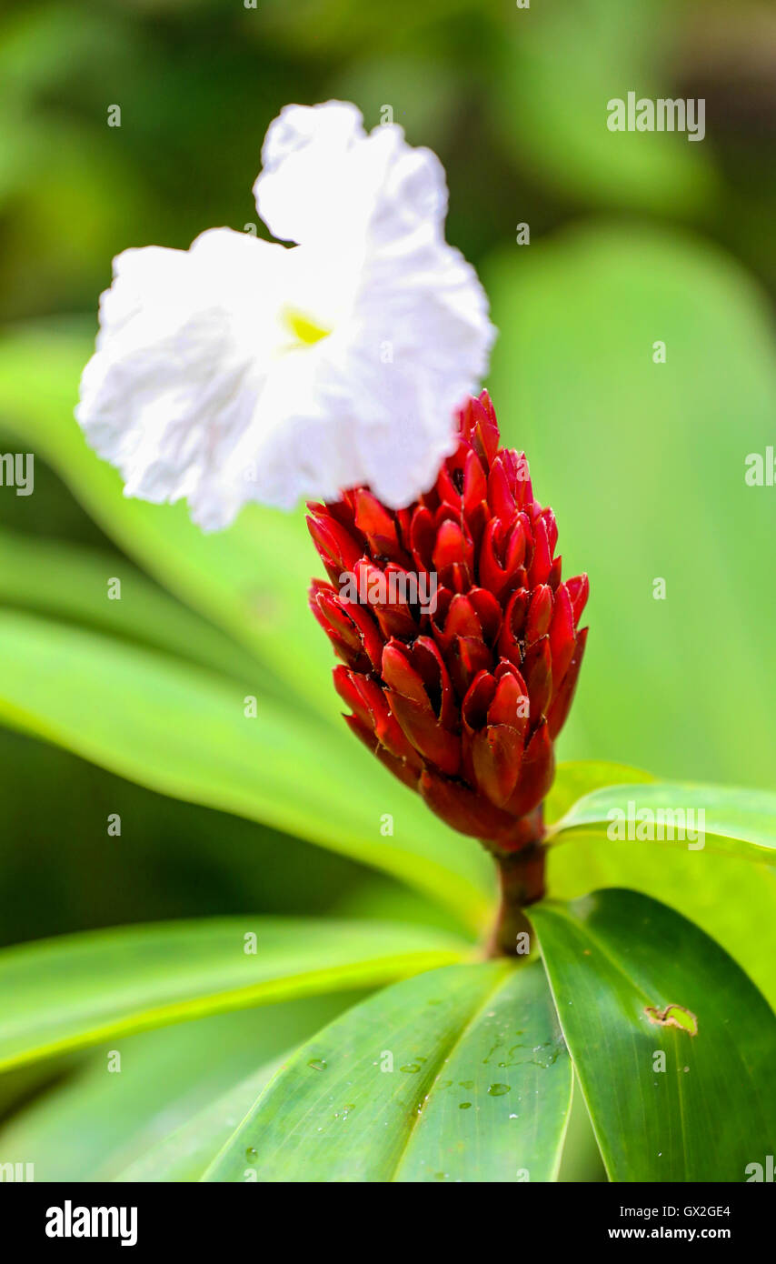 White tropical flower with red stem Stock Photo - Alamy