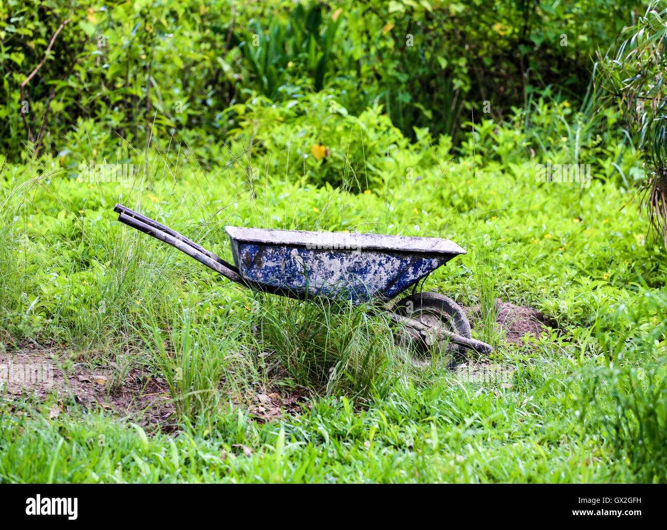 Hard landscaping plant hi-res stock photography and images - Alamy