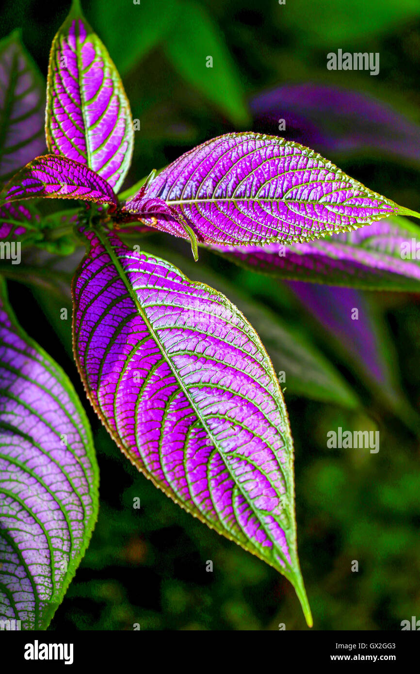 Purple and green tropical leaf in a jungle Stock Photo - Alamy