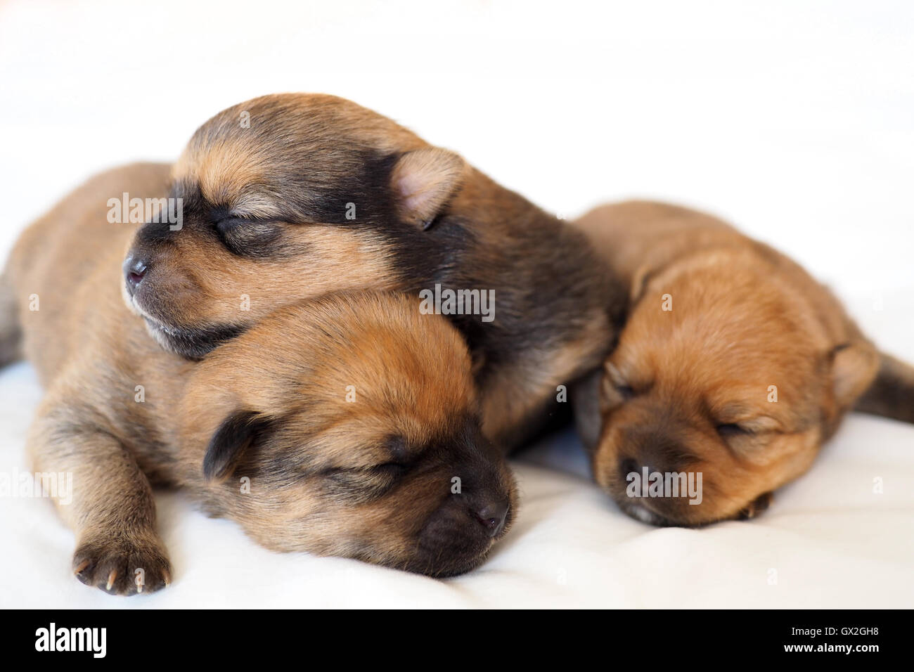 group of three newborn puppies Stock Photo - Alamy