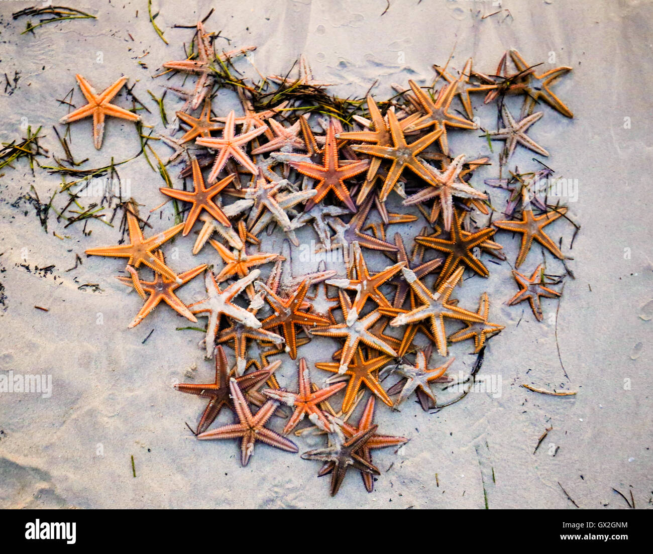 Lots of starfish on a sea beach Stock Photo - Alamy
