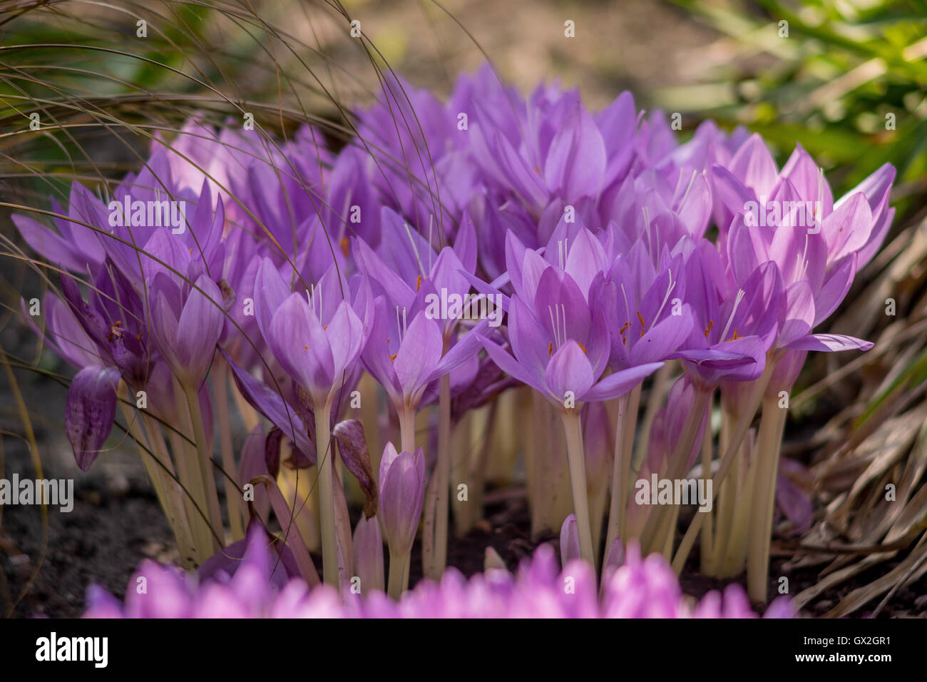 Purple autumn crocuses Colchicum speciosum Stock Photo - Alamy