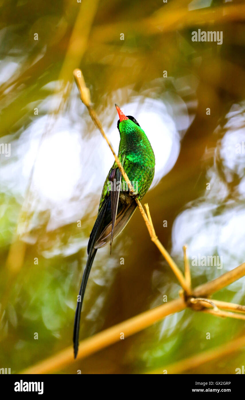 Beautiful hummingbird sitting on a branch in a garden Stock Photo - Alamy