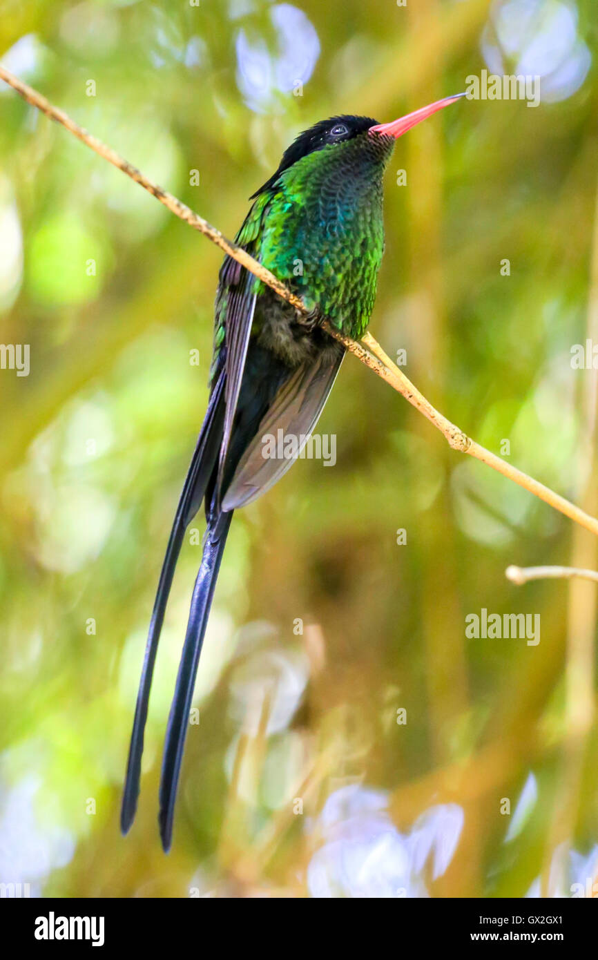 Beautiful hummingbird sitting on a branch in a garden Stock Photo - Alamy