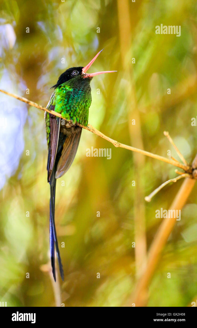 Hummingbird opening mouth hi-res stock photography and images - Alamy