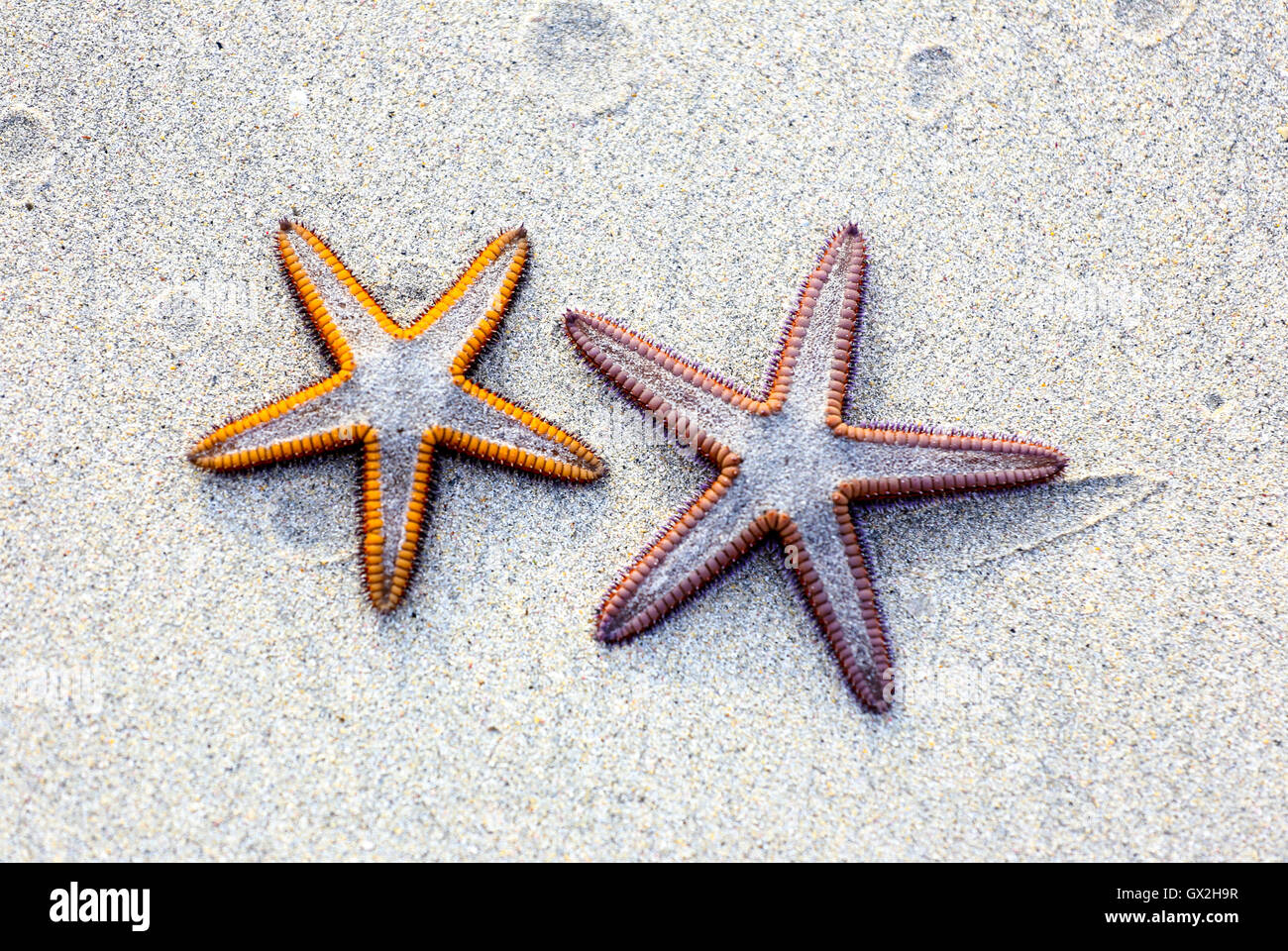 Two starfish on sand background on a beach Stock Photo - Alamy