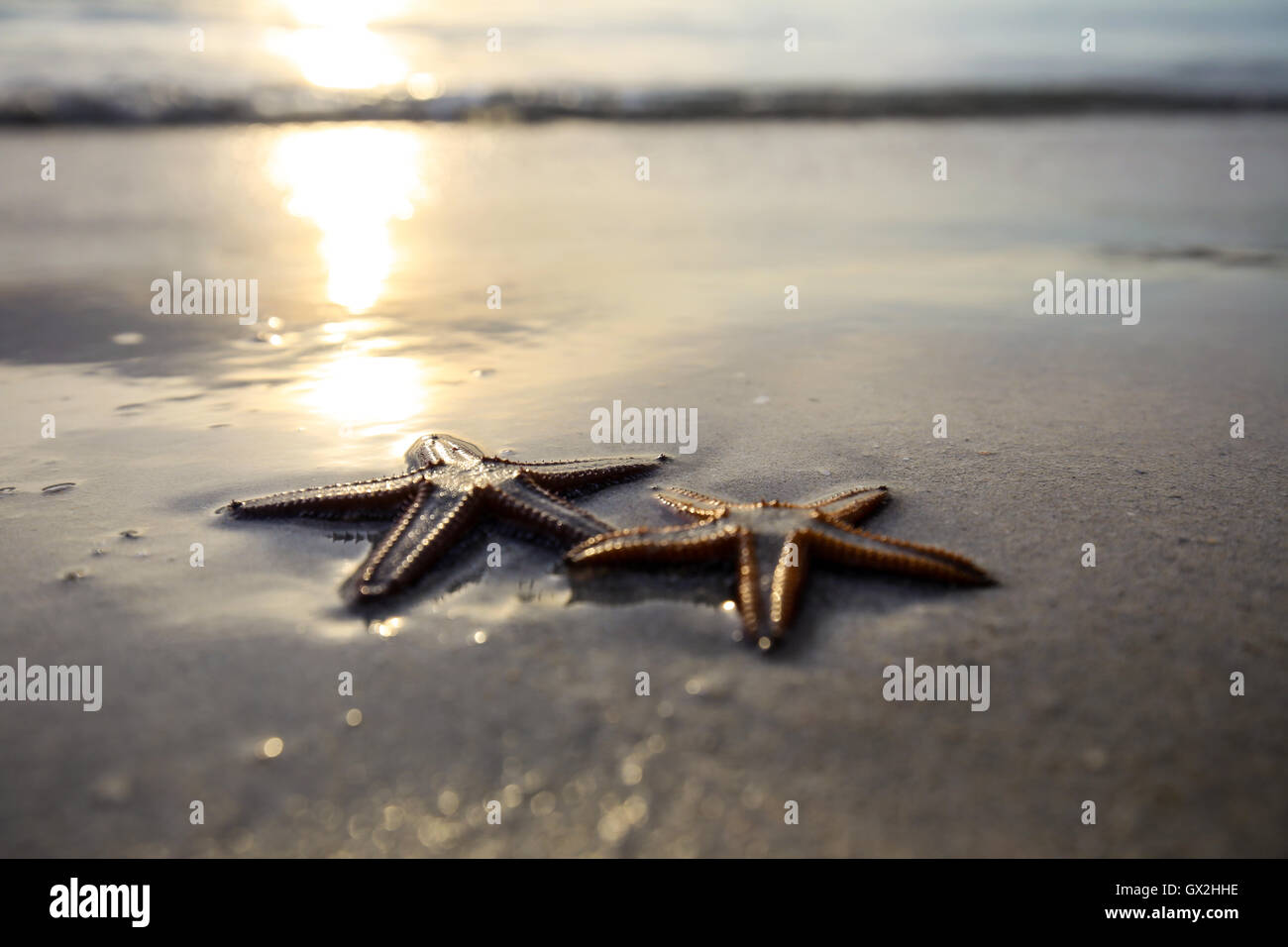 Two starfish hi-res stock photography and images - Alamy