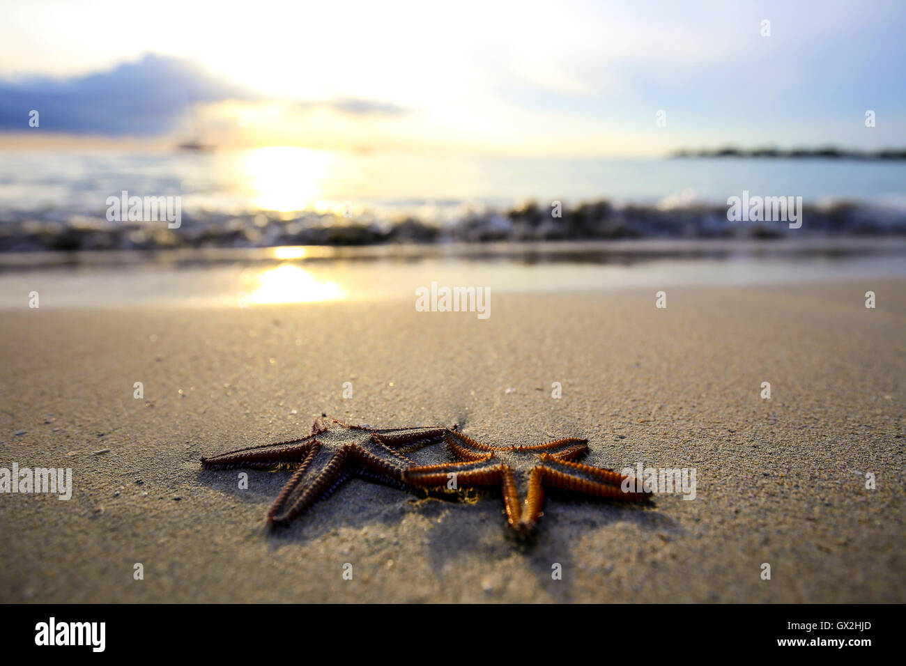 Two starfish on the beach at sunset, a romantic metaphor Stock Photo ...