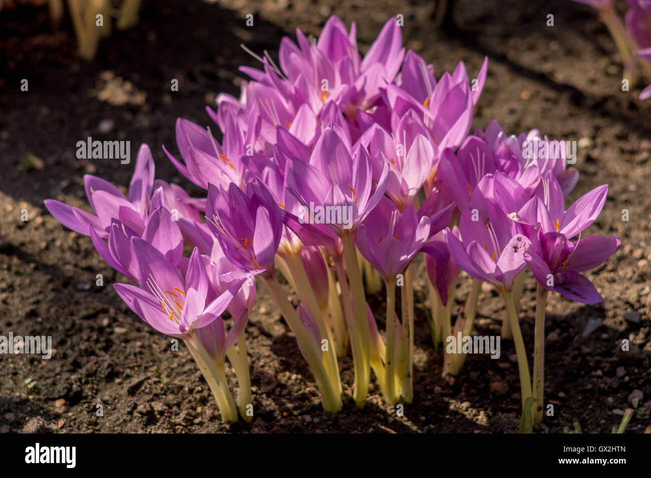 Purple autumn crocuses Colchicum speciosum Stock Photo - Alamy