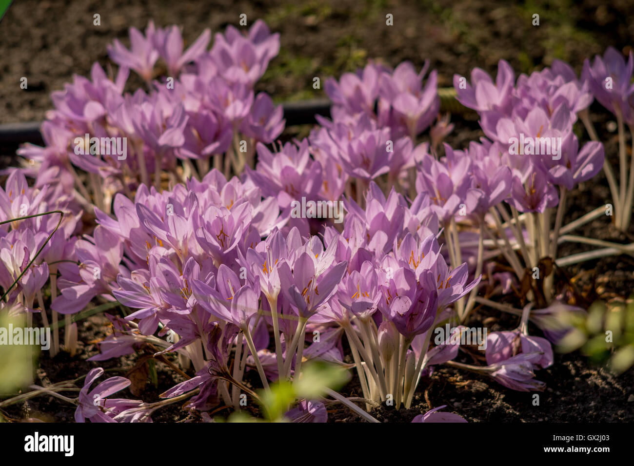 Purple autumn crocuses Colchicum byzantinum Stock Photo - Alamy