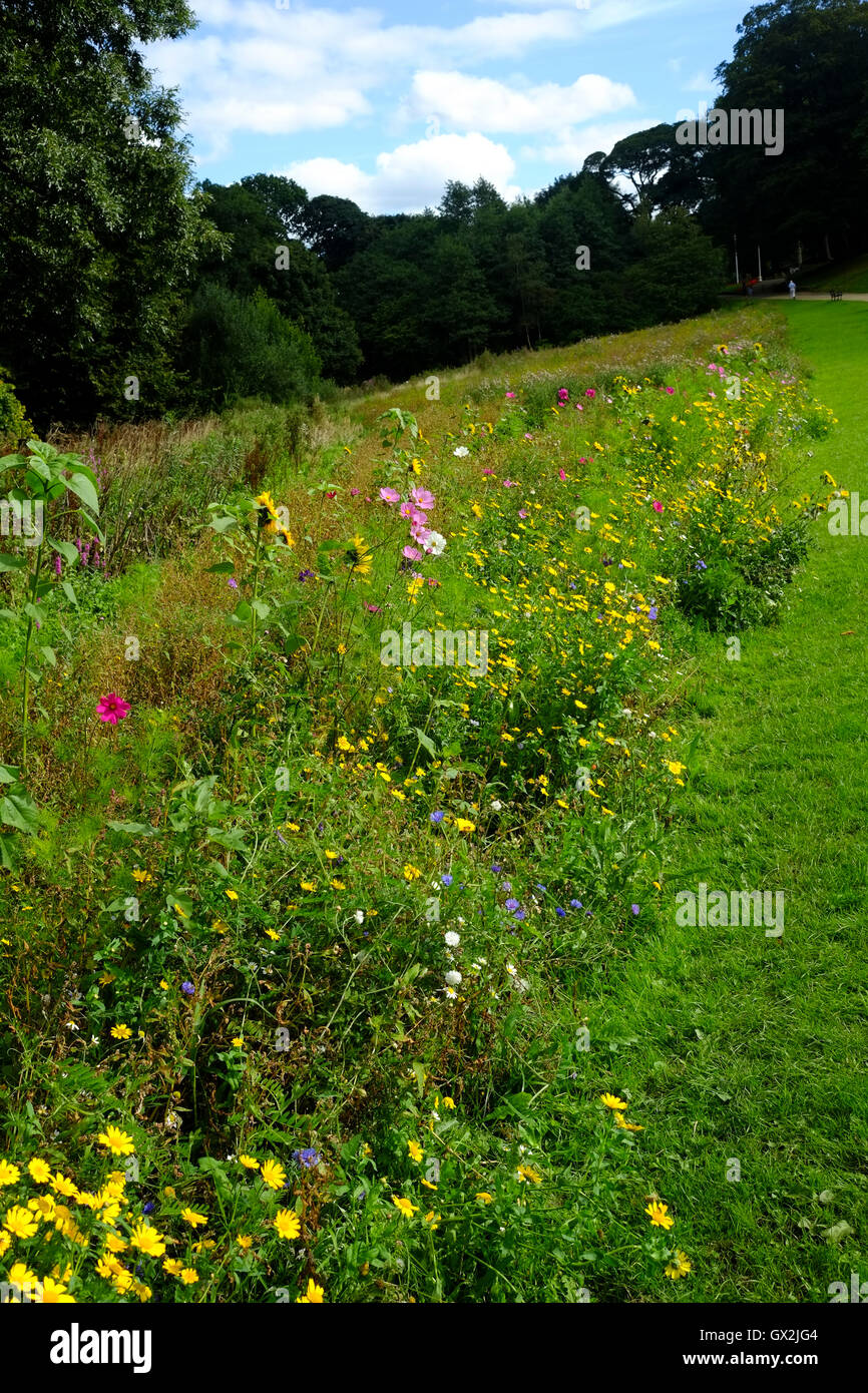 Wild flower bed Astley Park, Chorley, Lancashire Stock Photo - Alamy