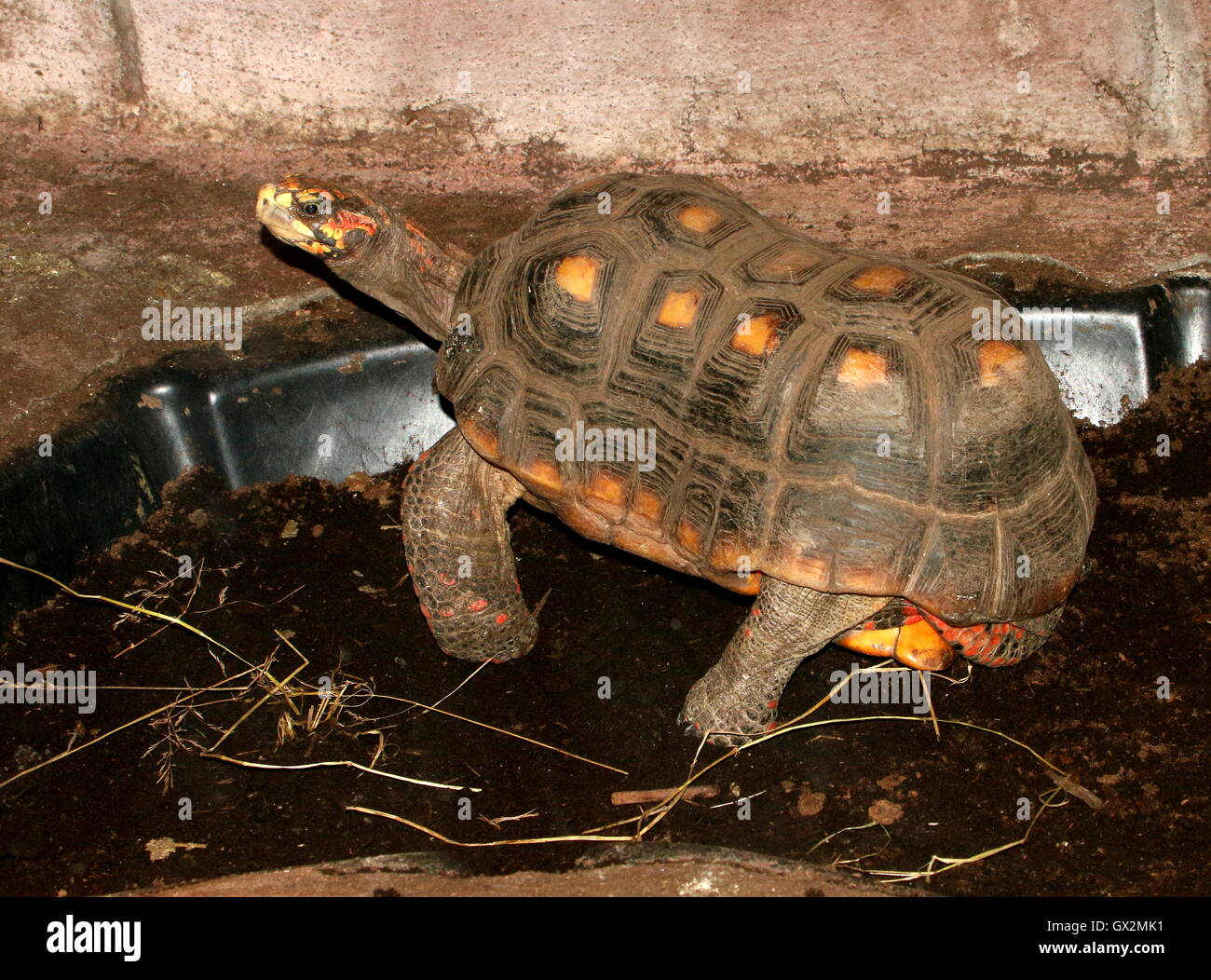 Tortuga terrestre hi-res stock photography and images - Alamy