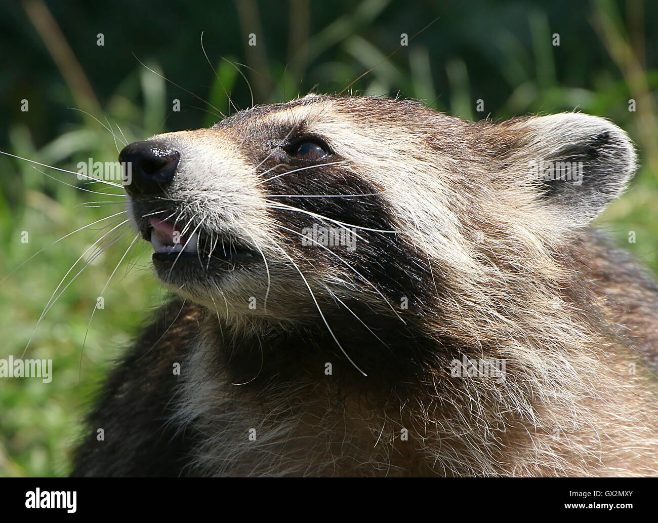 Northern raccoon (Procyon lotor), close-up of the head Stock Photo - Alamy