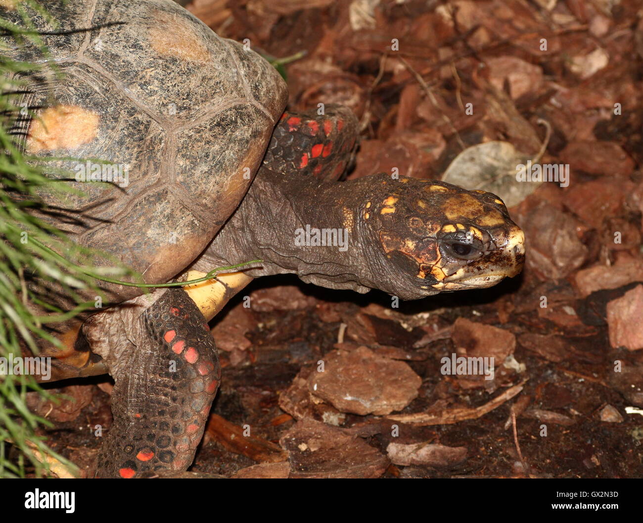 South American Red footed tortoise (Chelonoidis carbonaria Stock Photo ...
