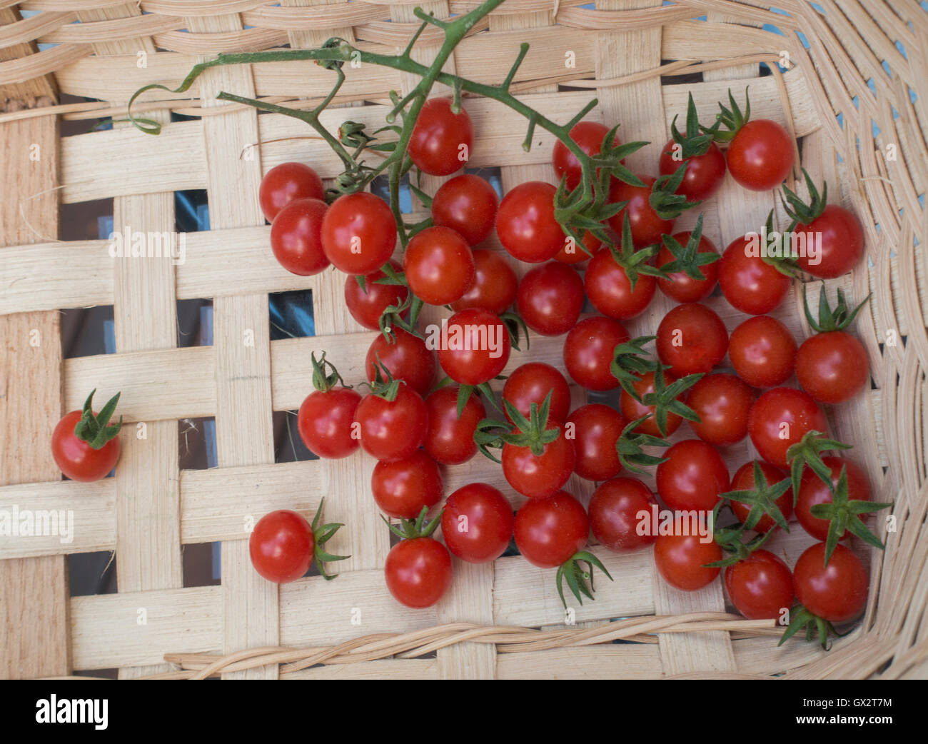 fresh picked tomatoes Stock Photo - Alamy