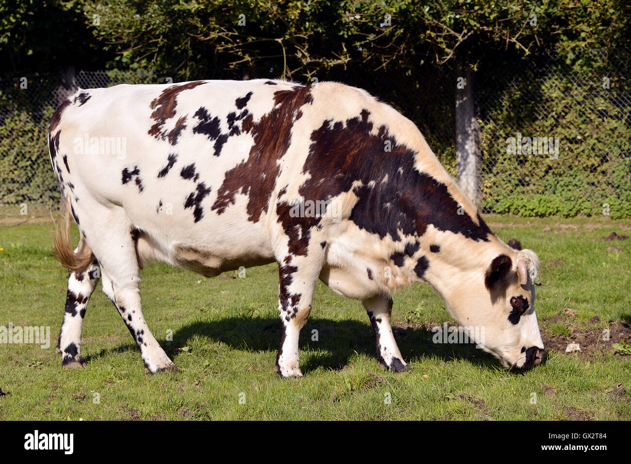 Spotted cow hi-res stock photography and images - Alamy