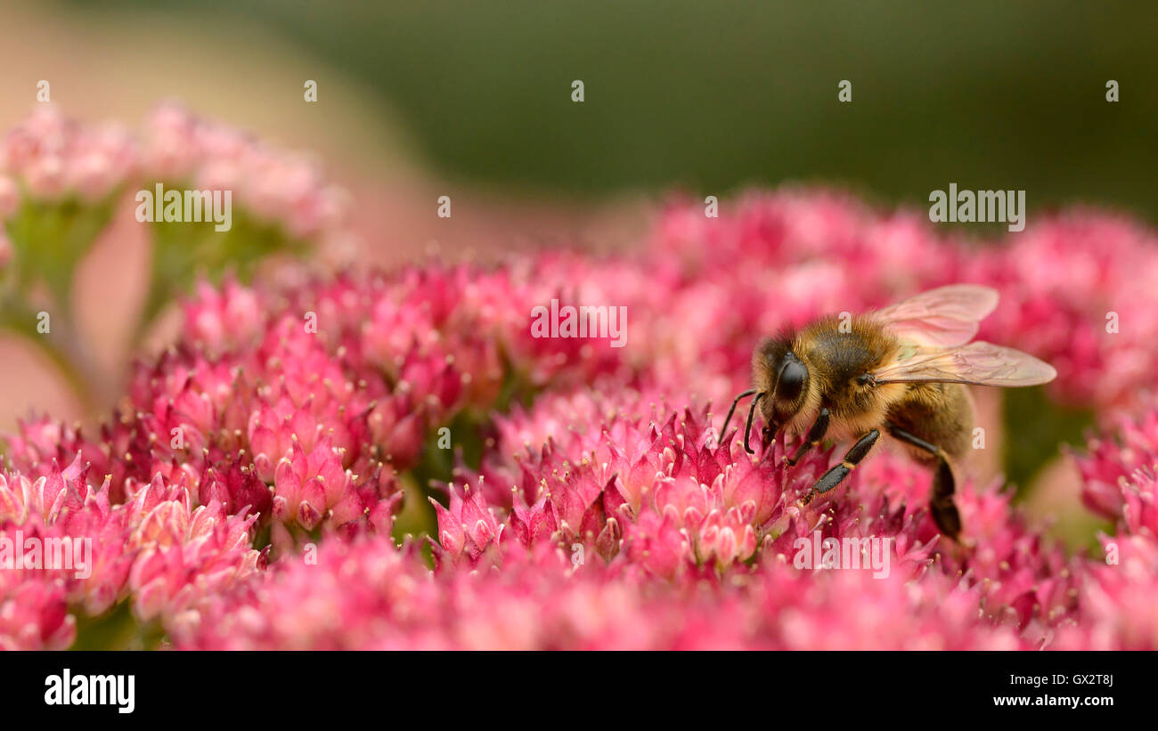 Honey bee feeding on sedum hi-res stock photography and images - Alamy