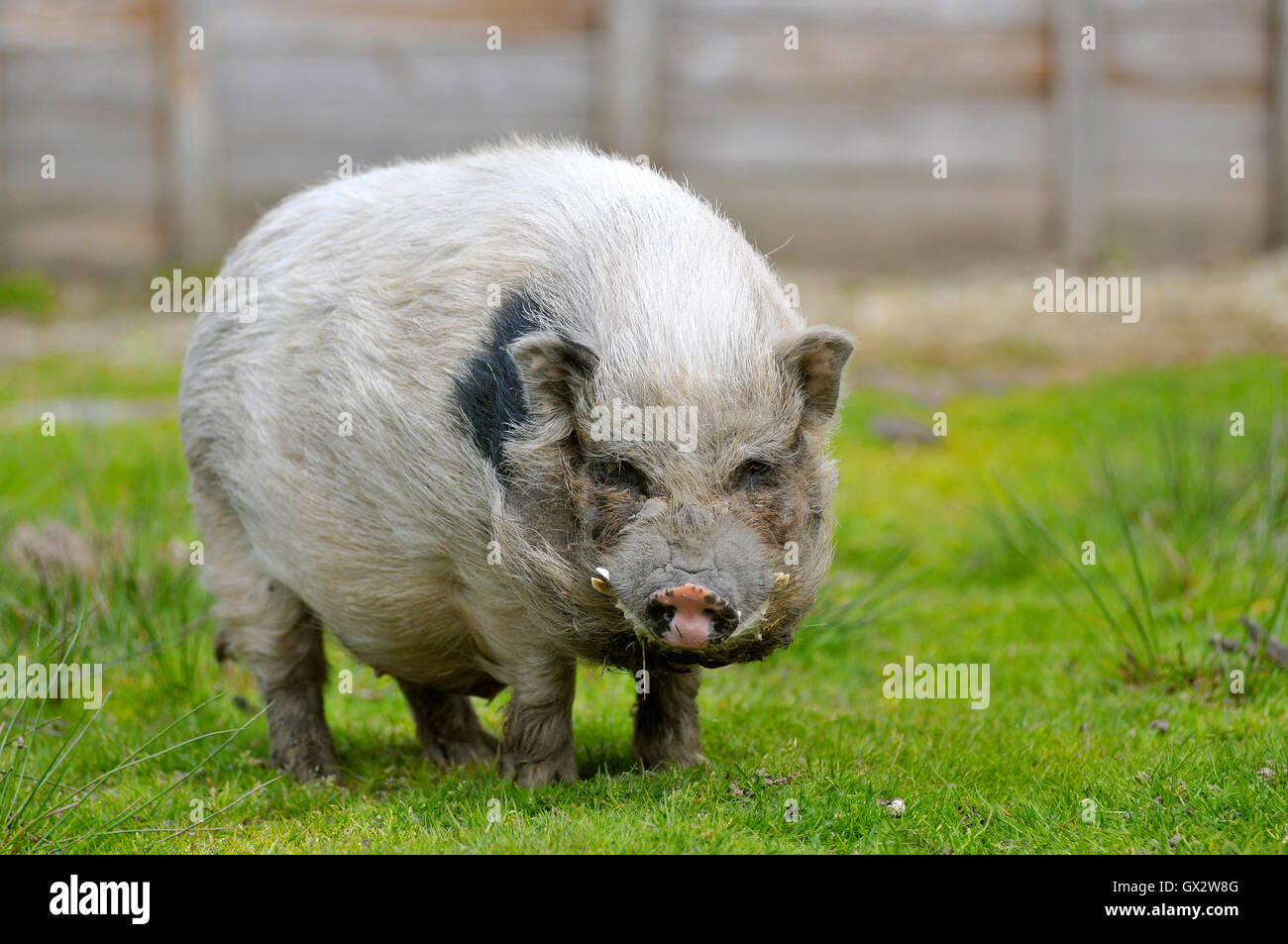 Front view pig hi-res stock photography and images - Alamy