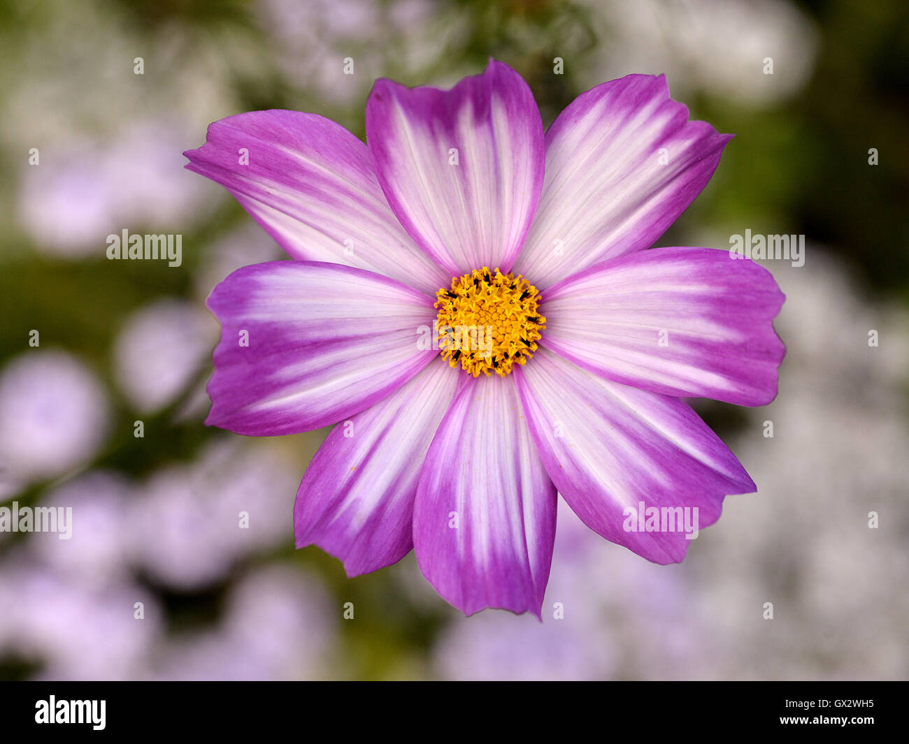 Closeup of pink Cosmos bipinnatus flower seen from above Stock Photo ...