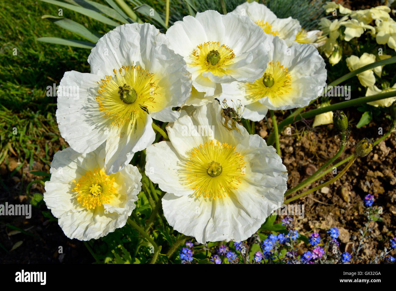 Closeup white papaver flowers seen from above Stock Photo - Alamy
