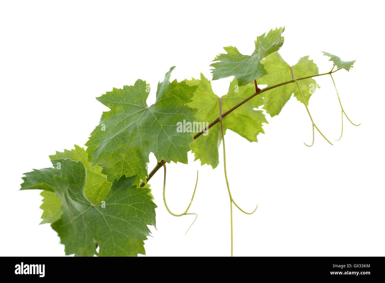 Vine leaf Cut Out Stock Images & Pictures - Alamy