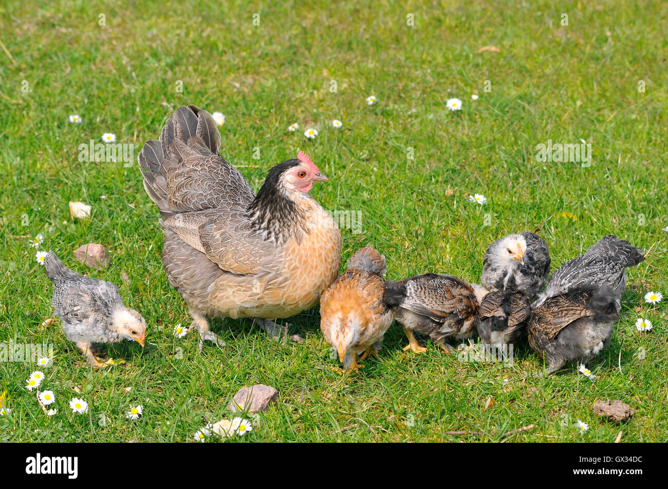 Hen poultry chicken gallus hi-res stock photography and images - Alamy