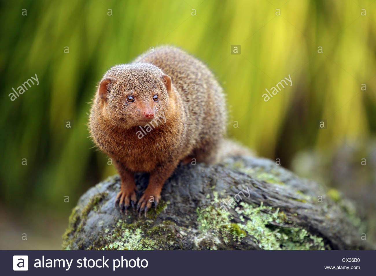 Mongoose Sitting High Resolution Stock Photography and Images - Alamy