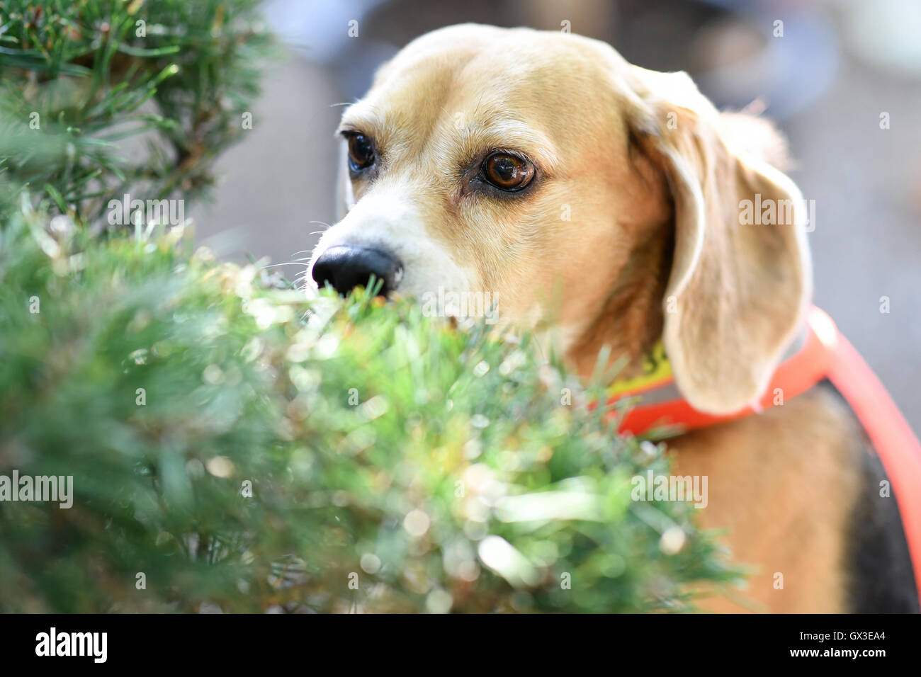 Ladenburg, Germany. 15th Sep, 2016. Beagle detection dog Mira sniffs a ...