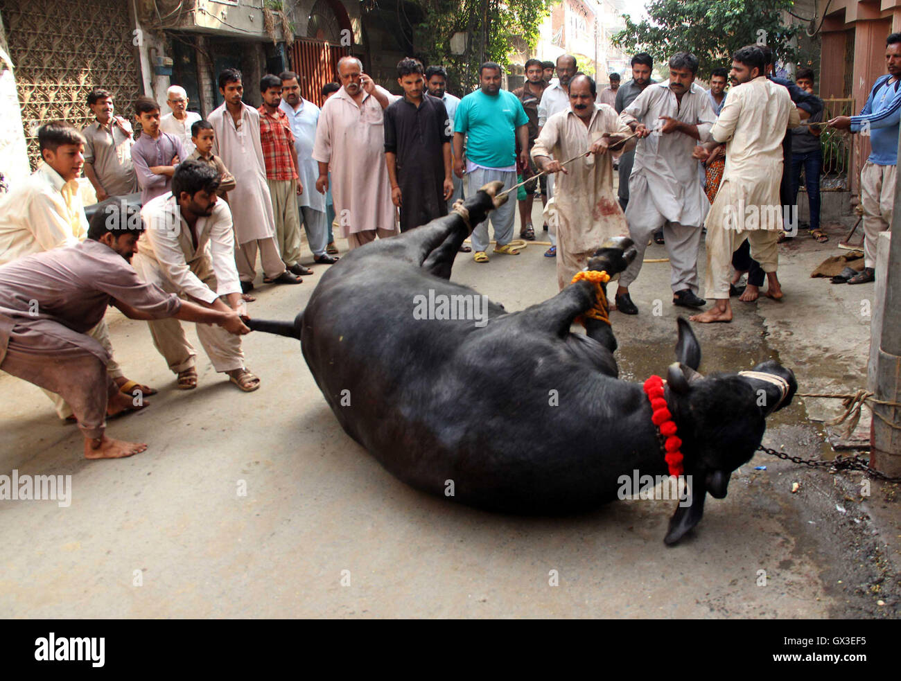 Bull slaughter hi-res stock photography and images - Alamy