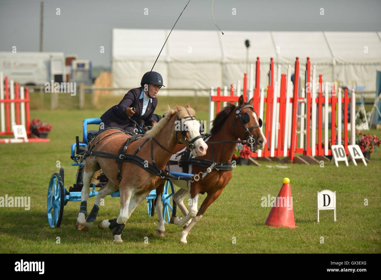 Thame, UK. 15th Sep, 2016. Dogs and horses showed their talents at the ...