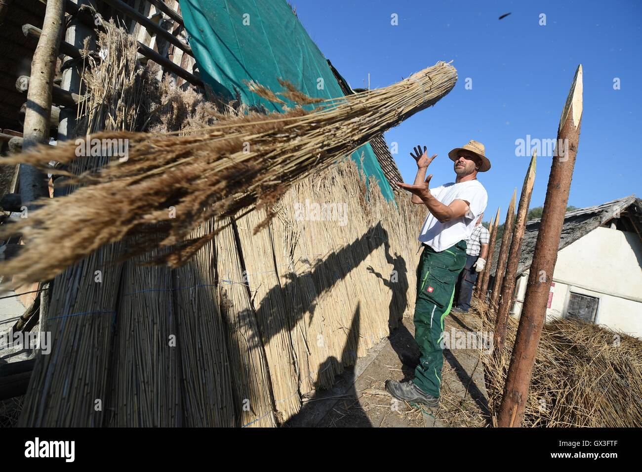 Unteruhldingen, Germany. 14th Sep, 2016. A reed thatcher catches a ...