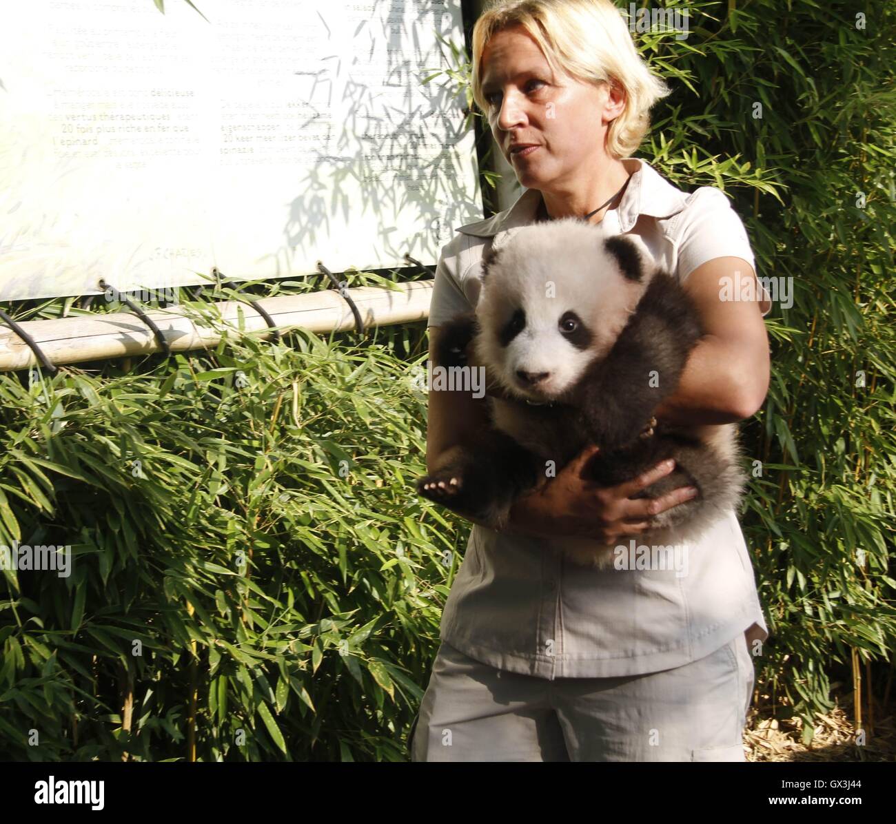 Panda and cub hi-res stock photography and images - Alamy