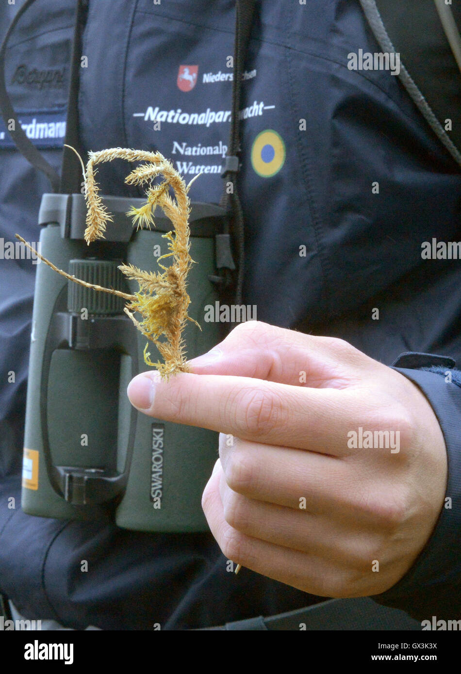 Nico Erdmann, park ranger at the Wadden Sea National Park on Norderney ...