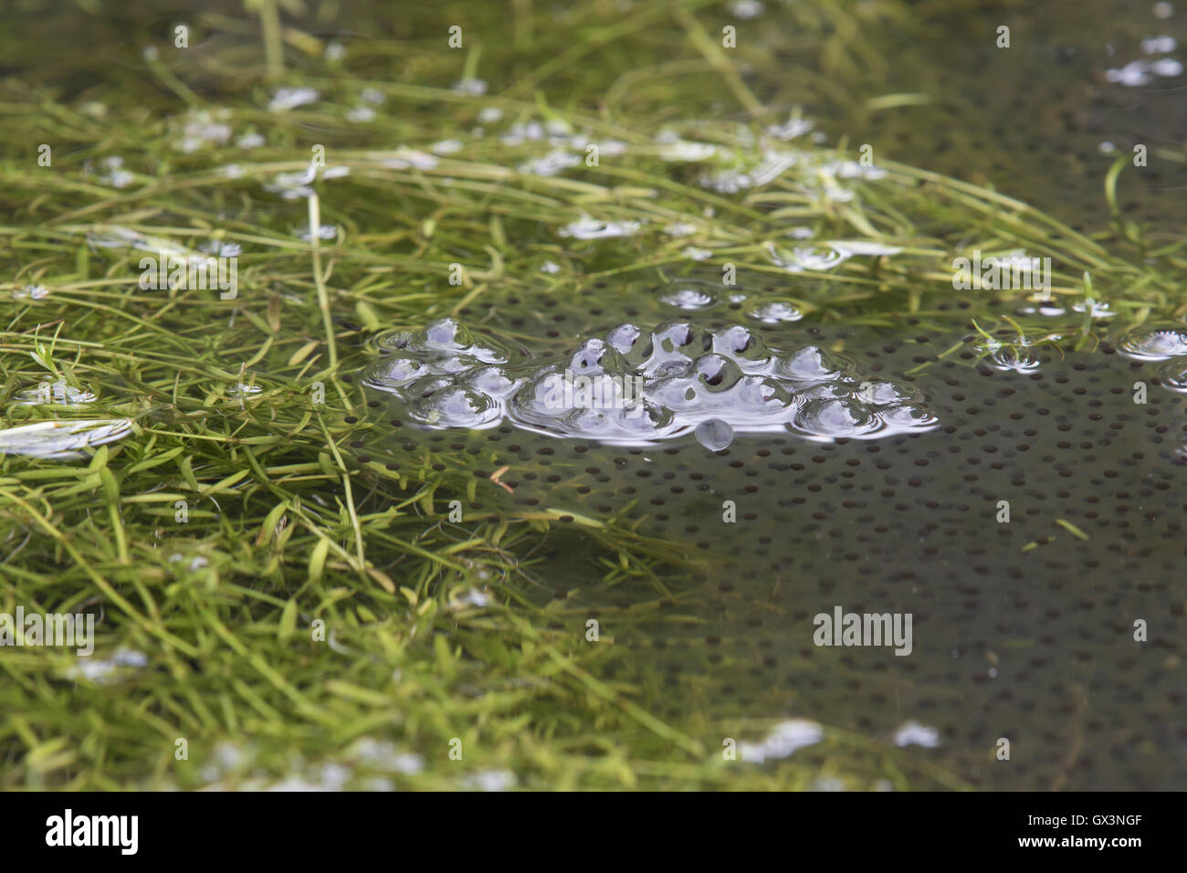 Frogspawn closeup in a pond Stock Photo - Alamy