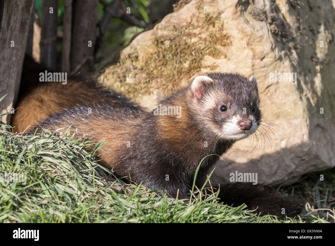 Polecat (Mustela putorius) close-up Stock Photo - Alamy