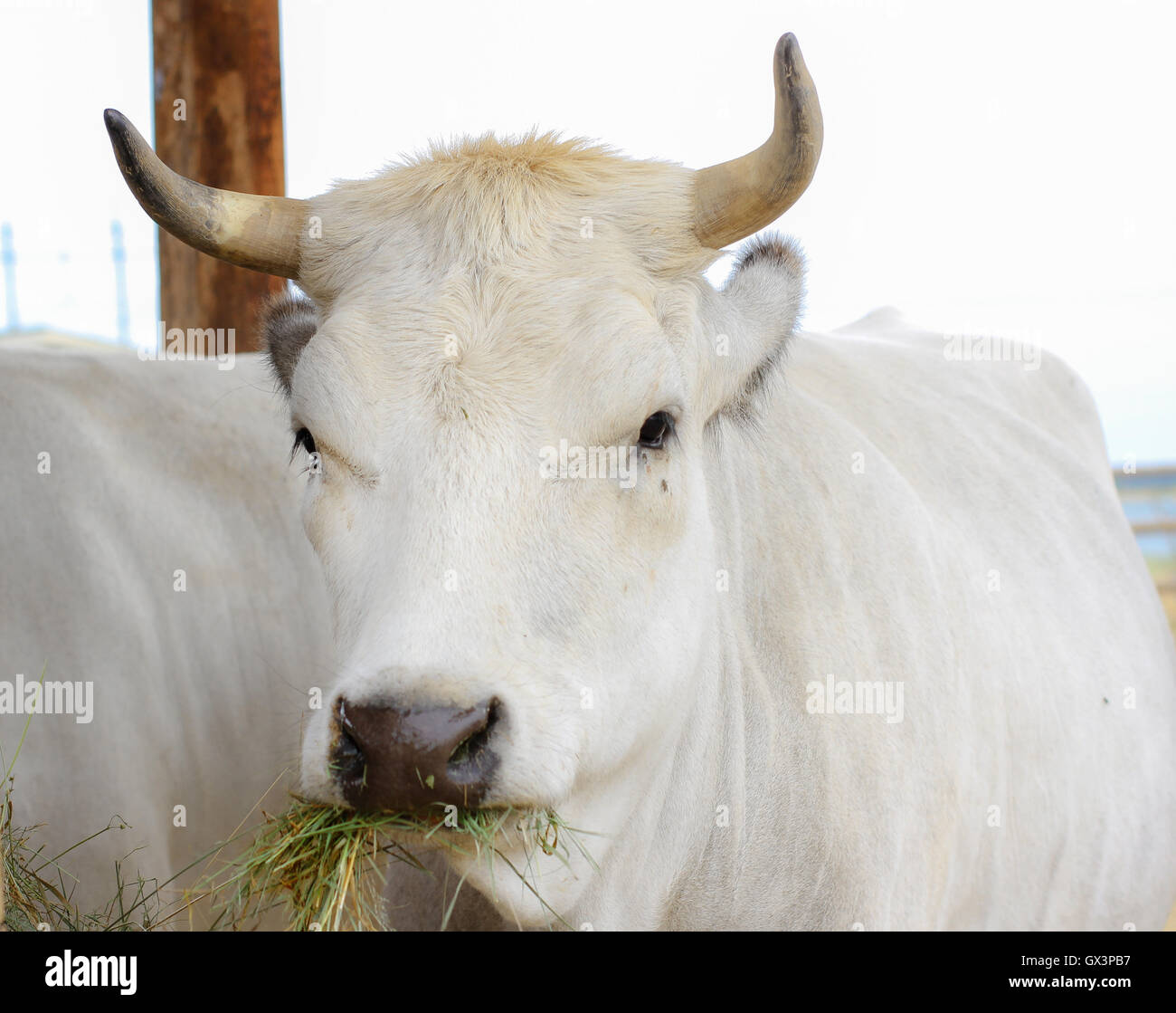 White Bull Cow eating grass Stock Photo - Alamy