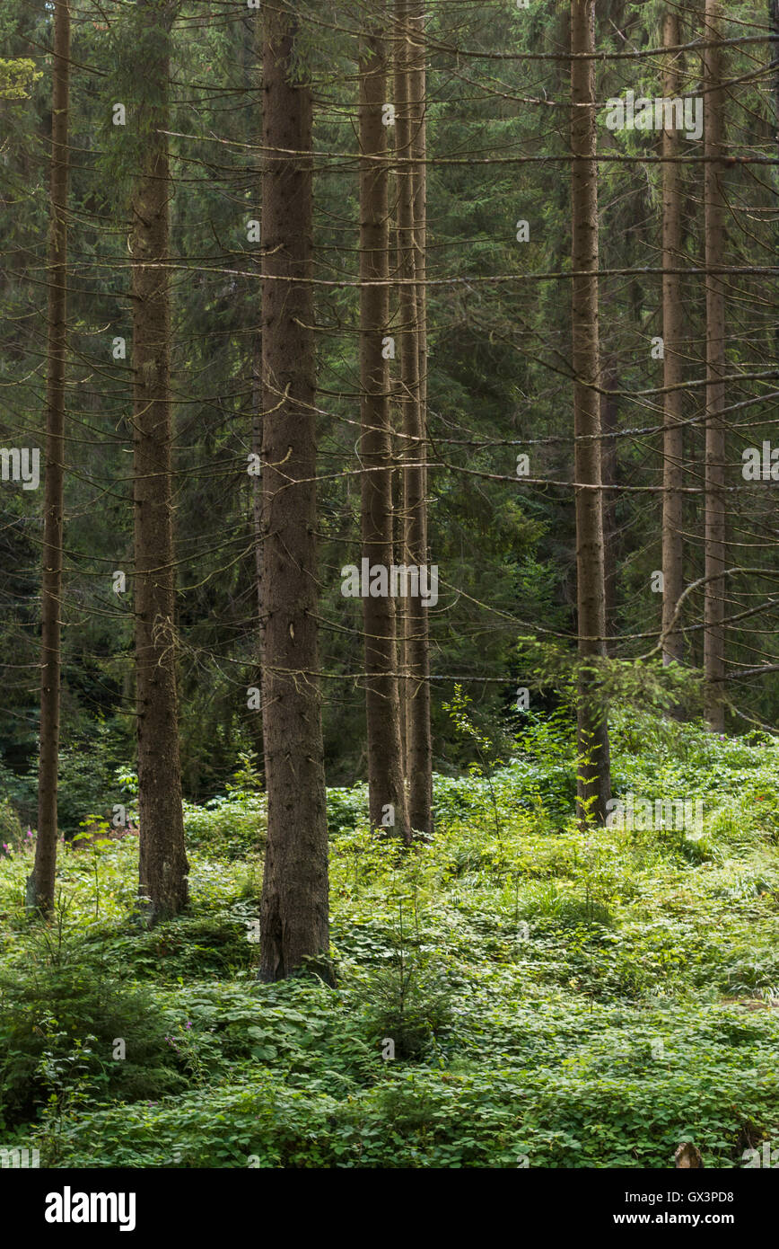 Creak hi-res stock photography and images - Alamy