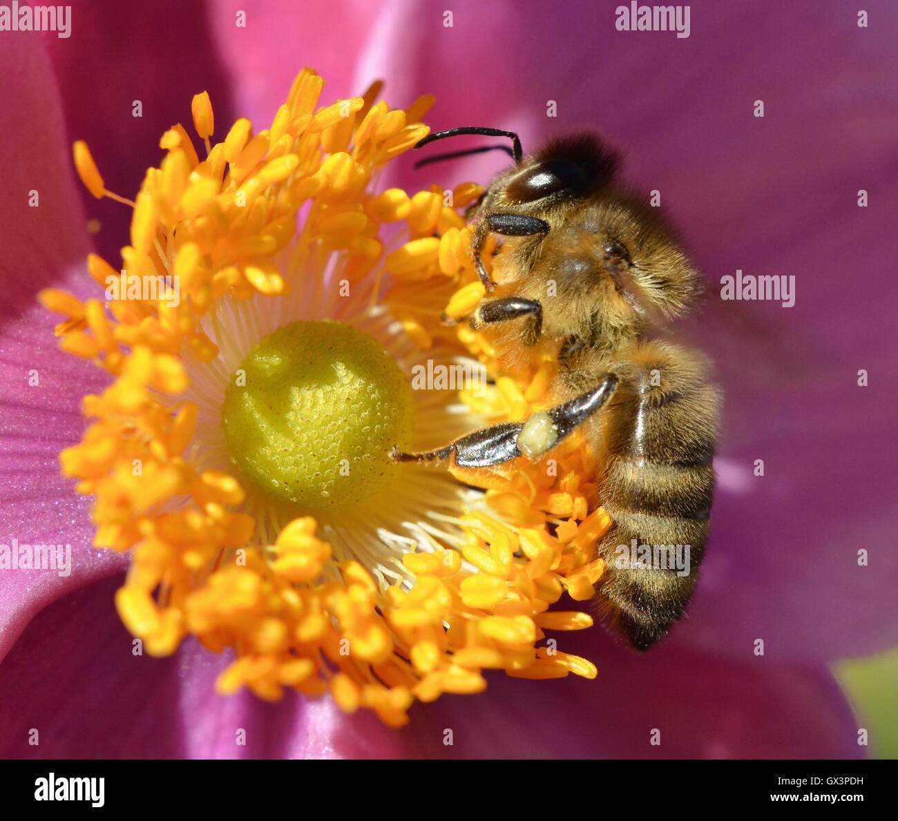 Honey bee on flower Stock Photo - Alamy