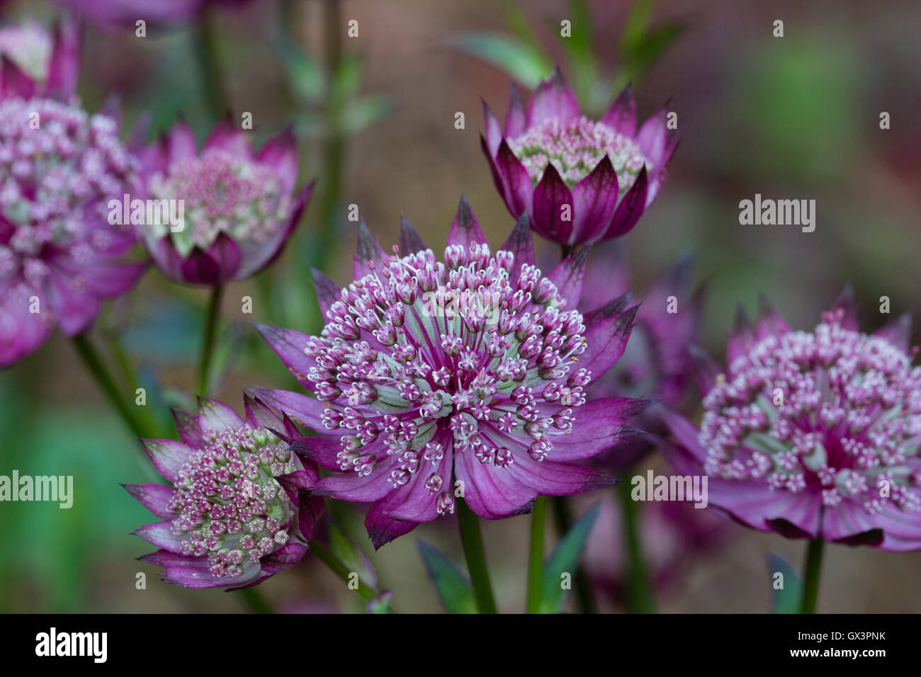 Astrantia major moulin rouge hi-res stock photography and images - Alamy