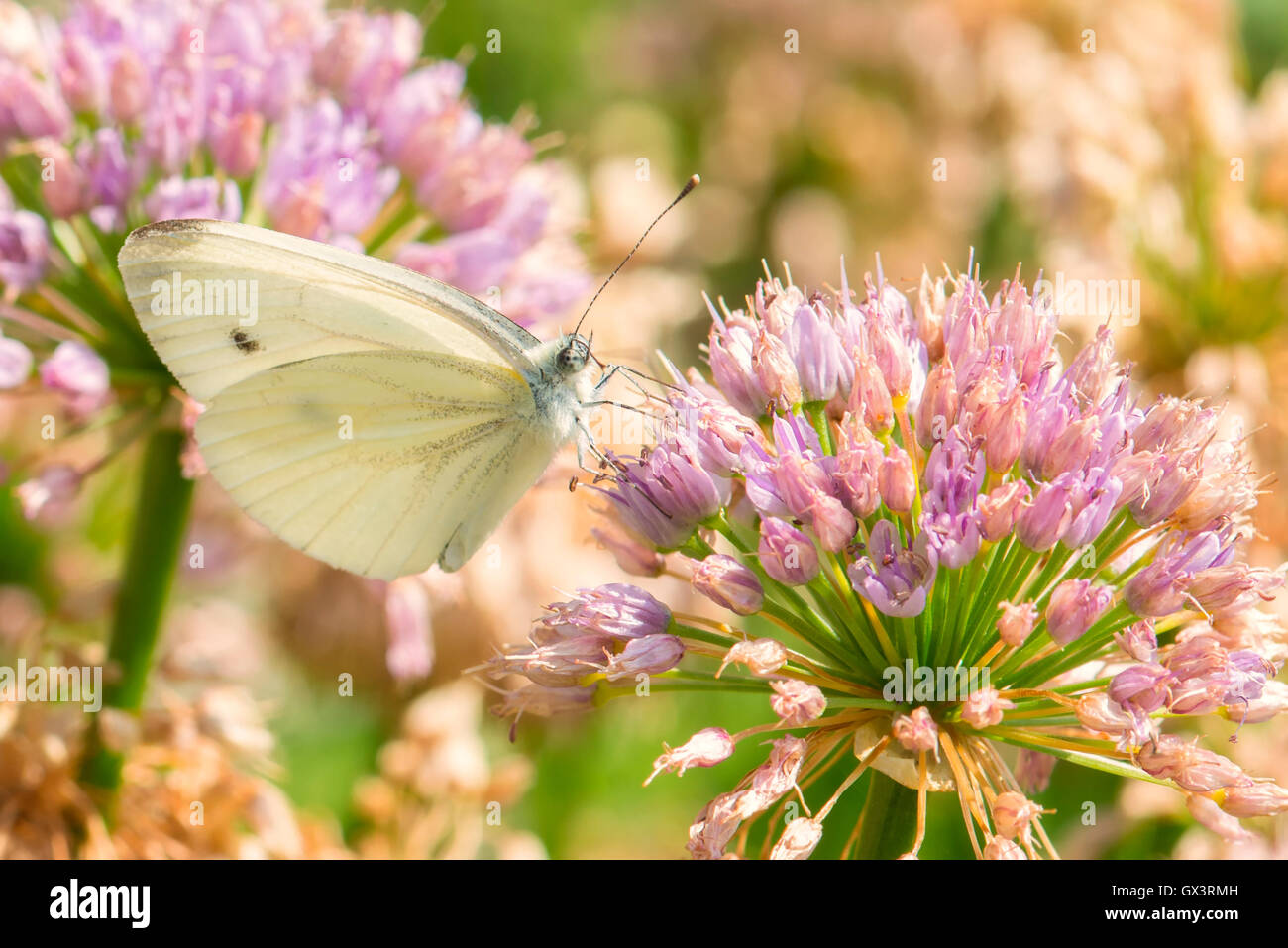 Butterfly towers hi-res stock photography and images - Alamy