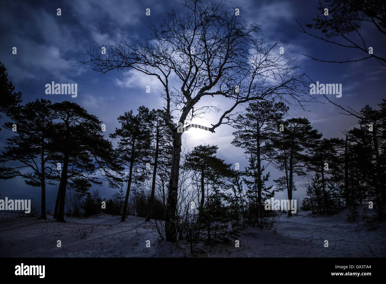 Mystical night landscape of winter forest with terrible tree at the ...